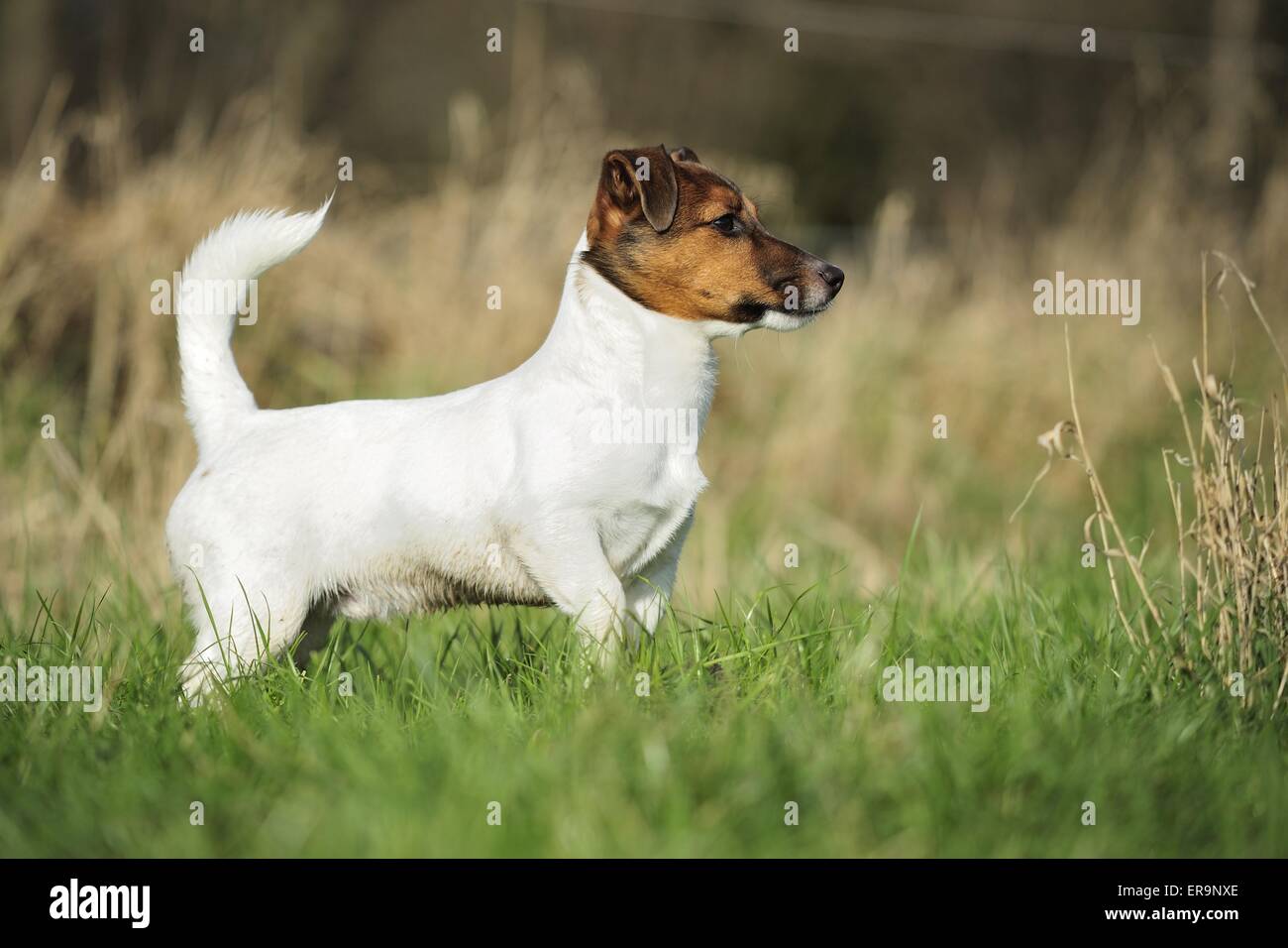 Jack Russell Terrier Stock Photo - Alamy