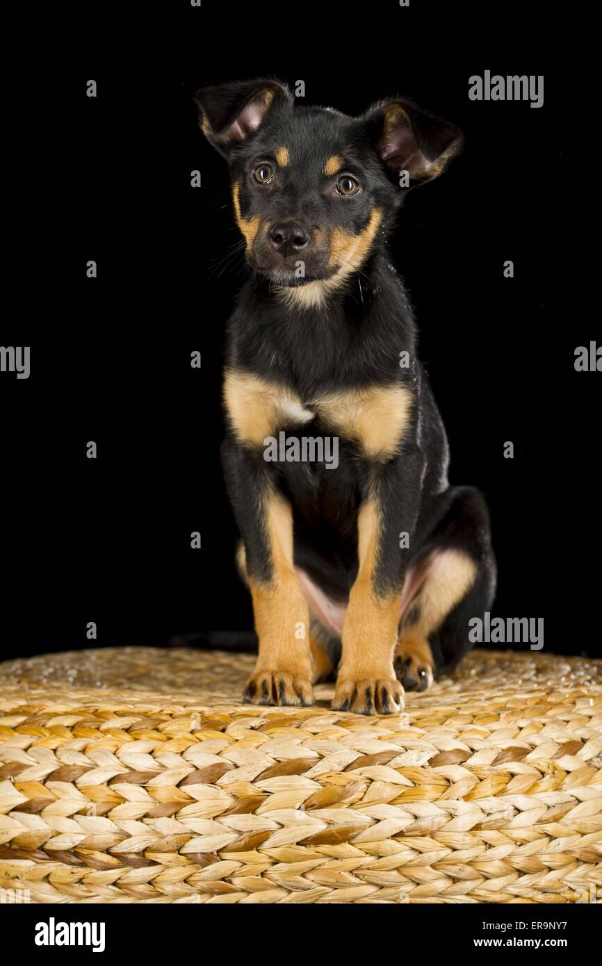 Australian Kelpie Puppy Stock Photo - Alamy