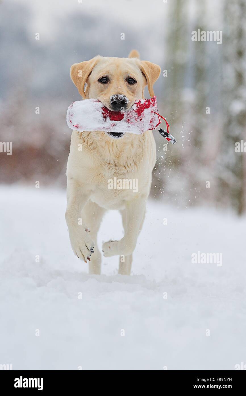 playing Labrador Retriever Stock Photo - Alamy