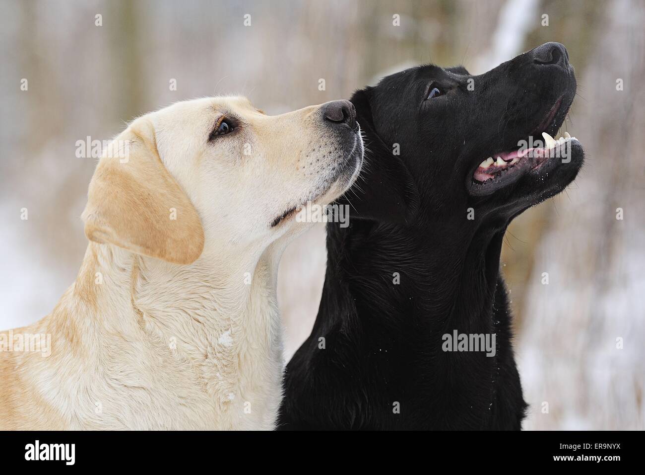 2 Labrador Retrievers Stock Photo - Alamy