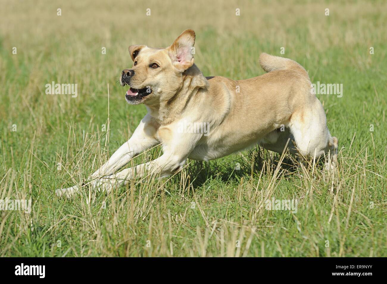 Labrador summer running hi-res stock photography and images - Alamy