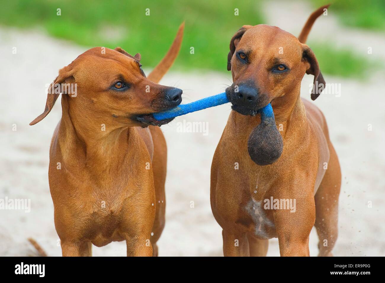 Rhodesian war hi-res stock photography and images - Alamy