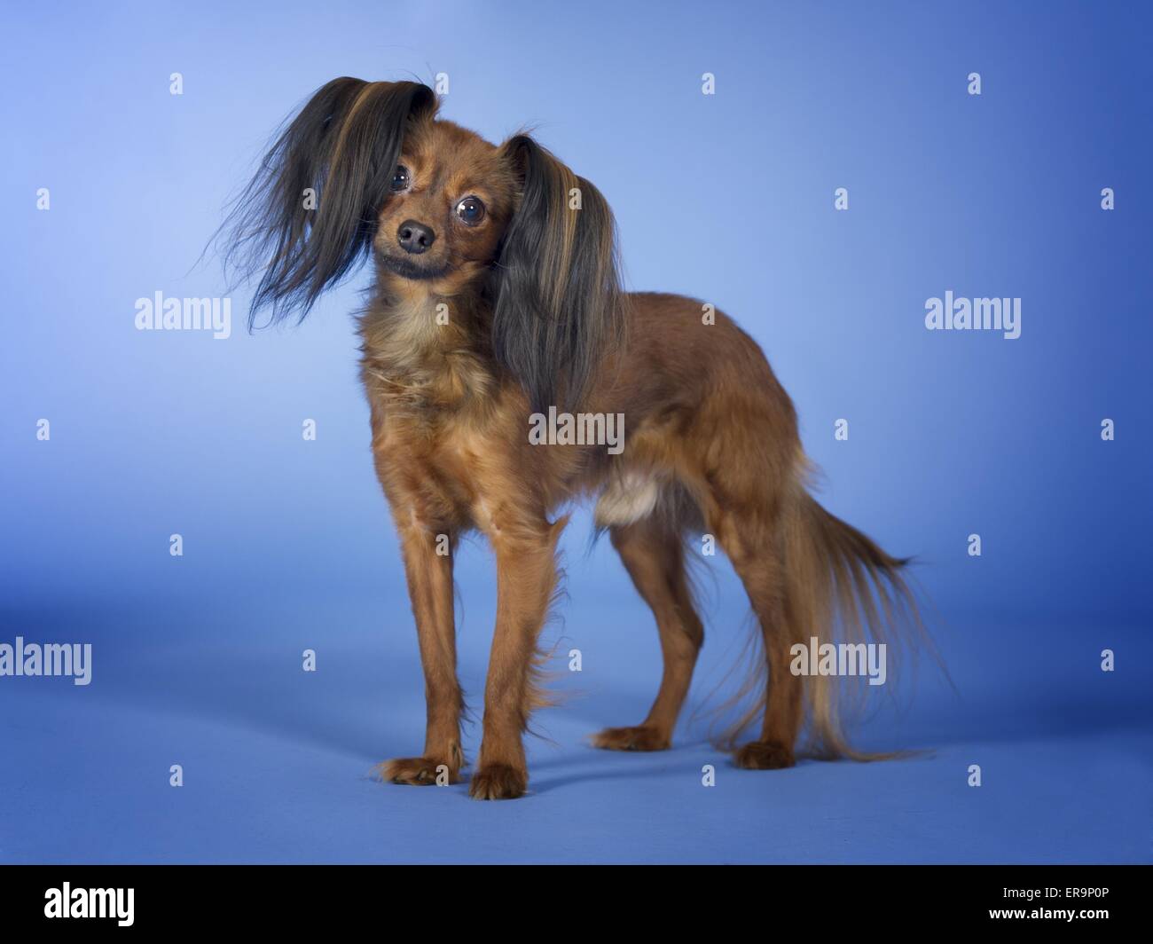 Russian Toy Terrier Stock Photo - Alamy