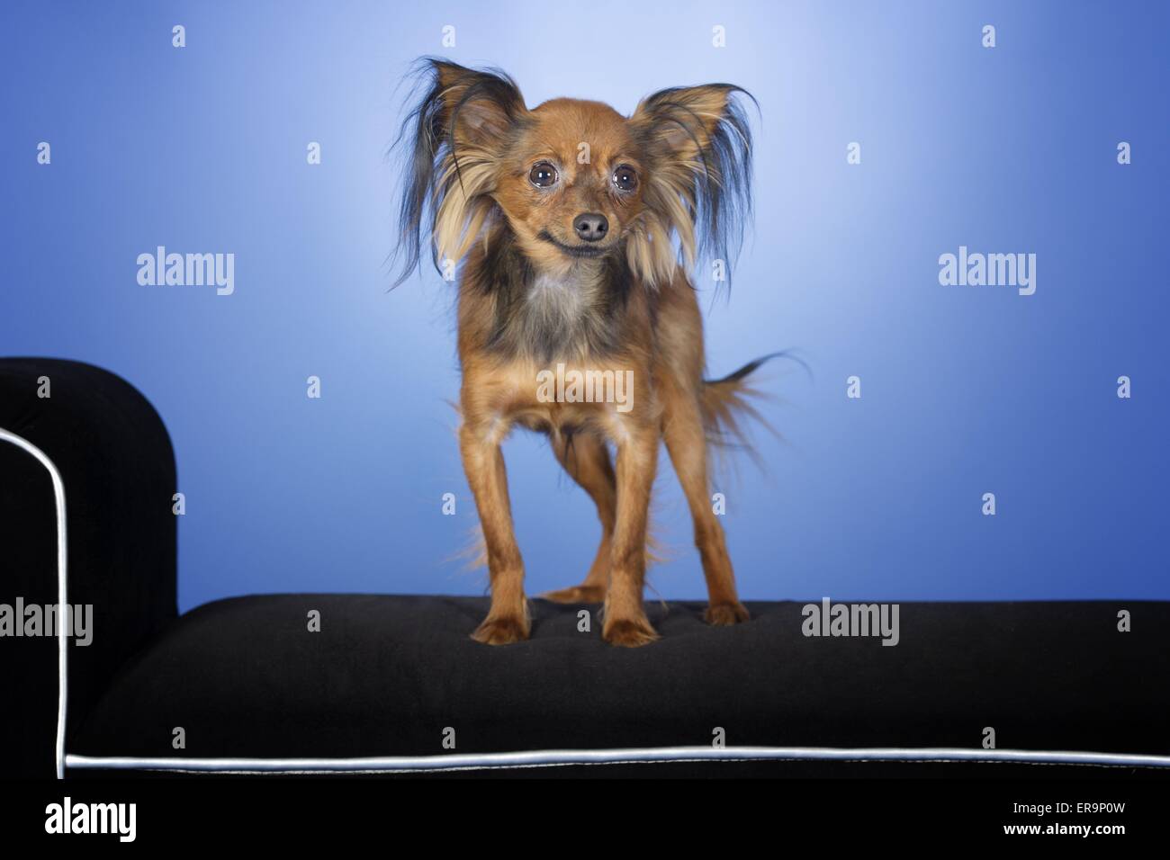 Russkiy toy hi-res stock photography and images - Alamy