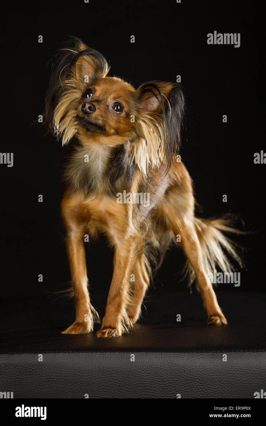 Russian Toy Terrier Stock Photo - Alamy