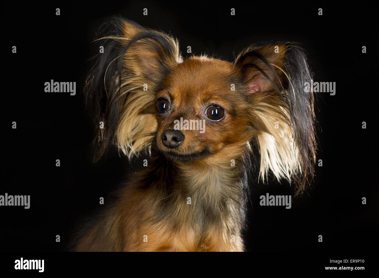 Russian Toy Terrier Mini Dog High Resolution Stock Photography and ...