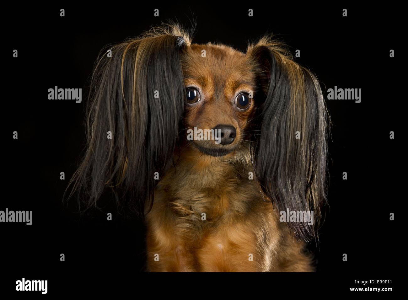 Russian toy terrier mini dog hi-res stock photography and images - Alamy