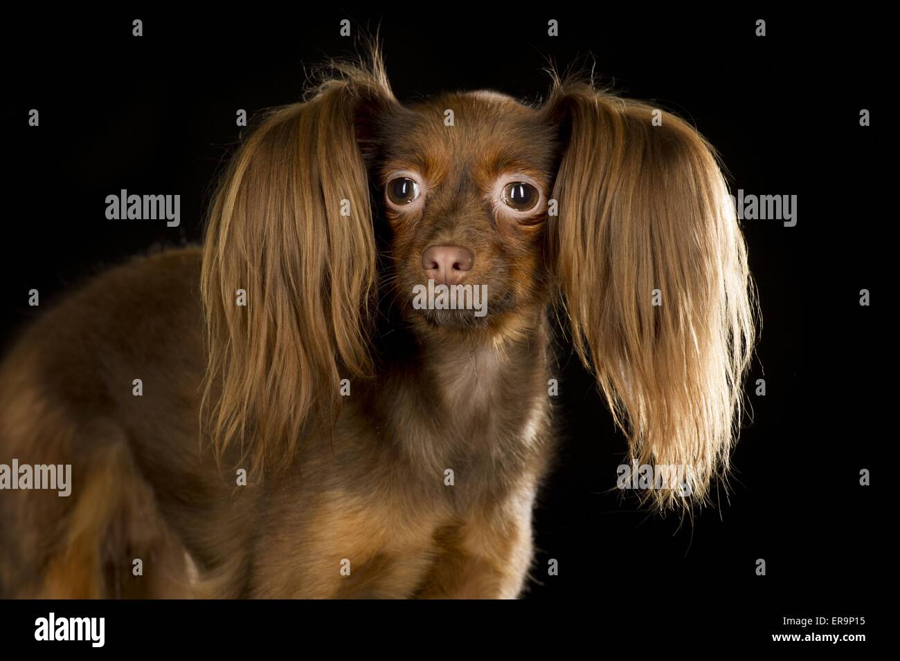 Russian toy terrier mini dog hi-res stock photography and images - Alamy