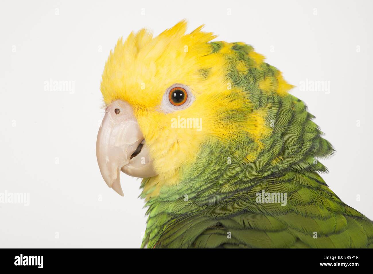 Yellow head amazons hi-res stock photography and images - Alamy