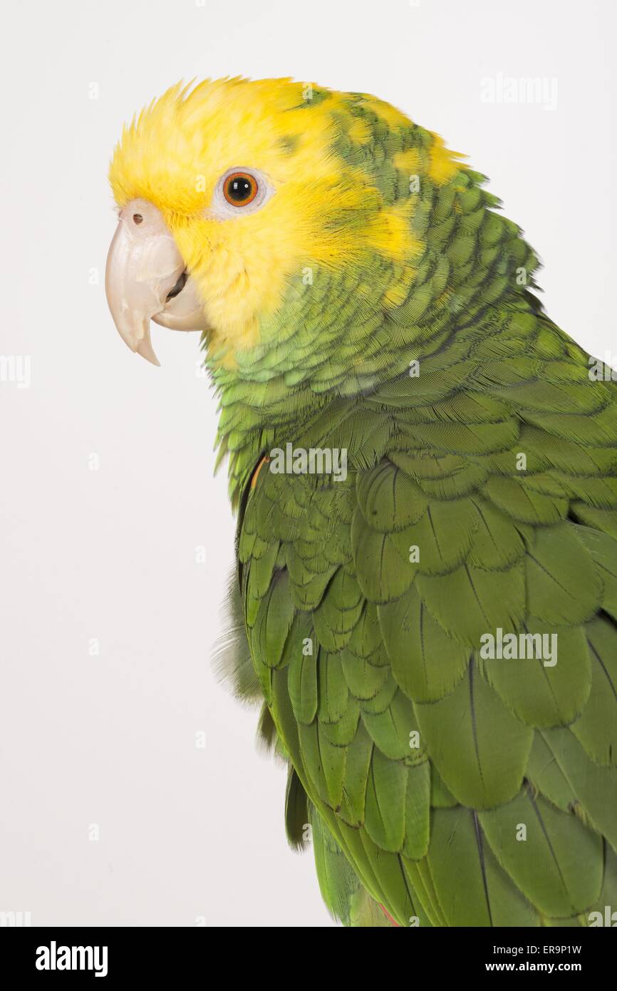 Yellow headed amazons hi-res stock photography and images - Alamy