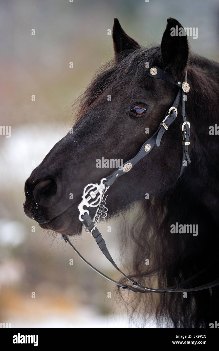 Friesian horse hi-res stock photography and images - Alamy