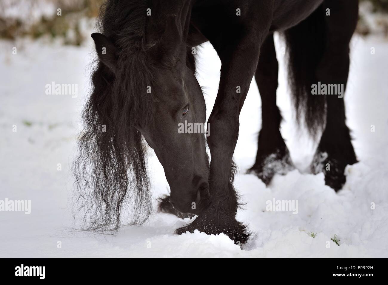 Friesian friesians horse horses hi-res stock photography and images - Alamy