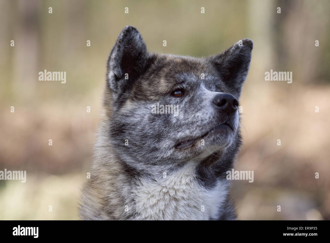 Akita Inu Portrait Stock Photo - Alamy