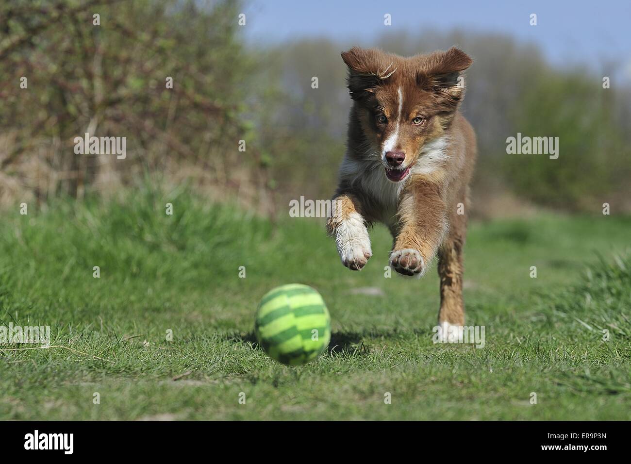 Young australian shepherds hi-res stock photography and images - Alamy