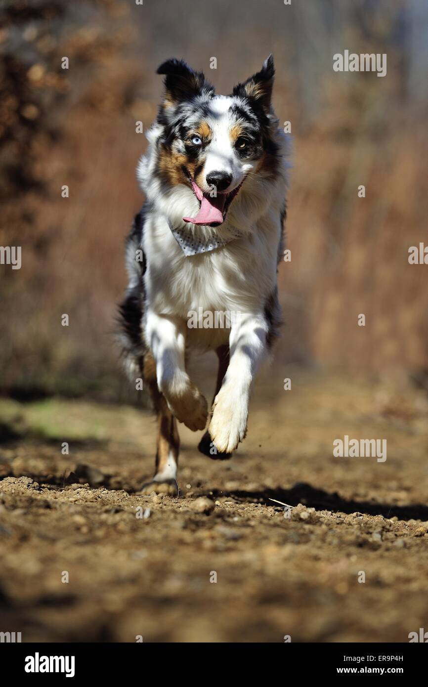running Australian Shepherd Stock Photo - Alamy