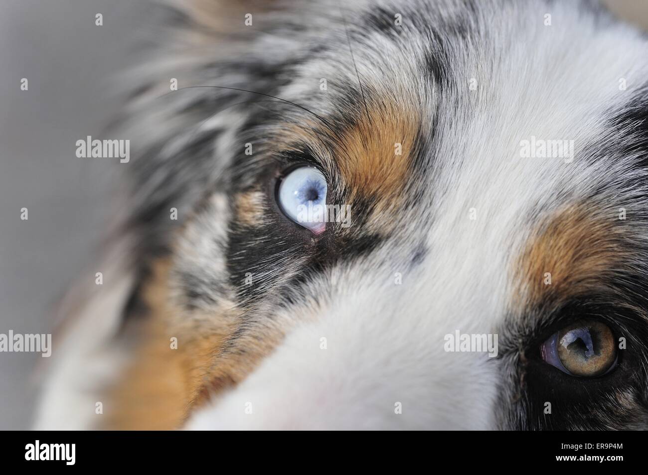 Australian Shepherd eyes Stock Photo - Alamy
