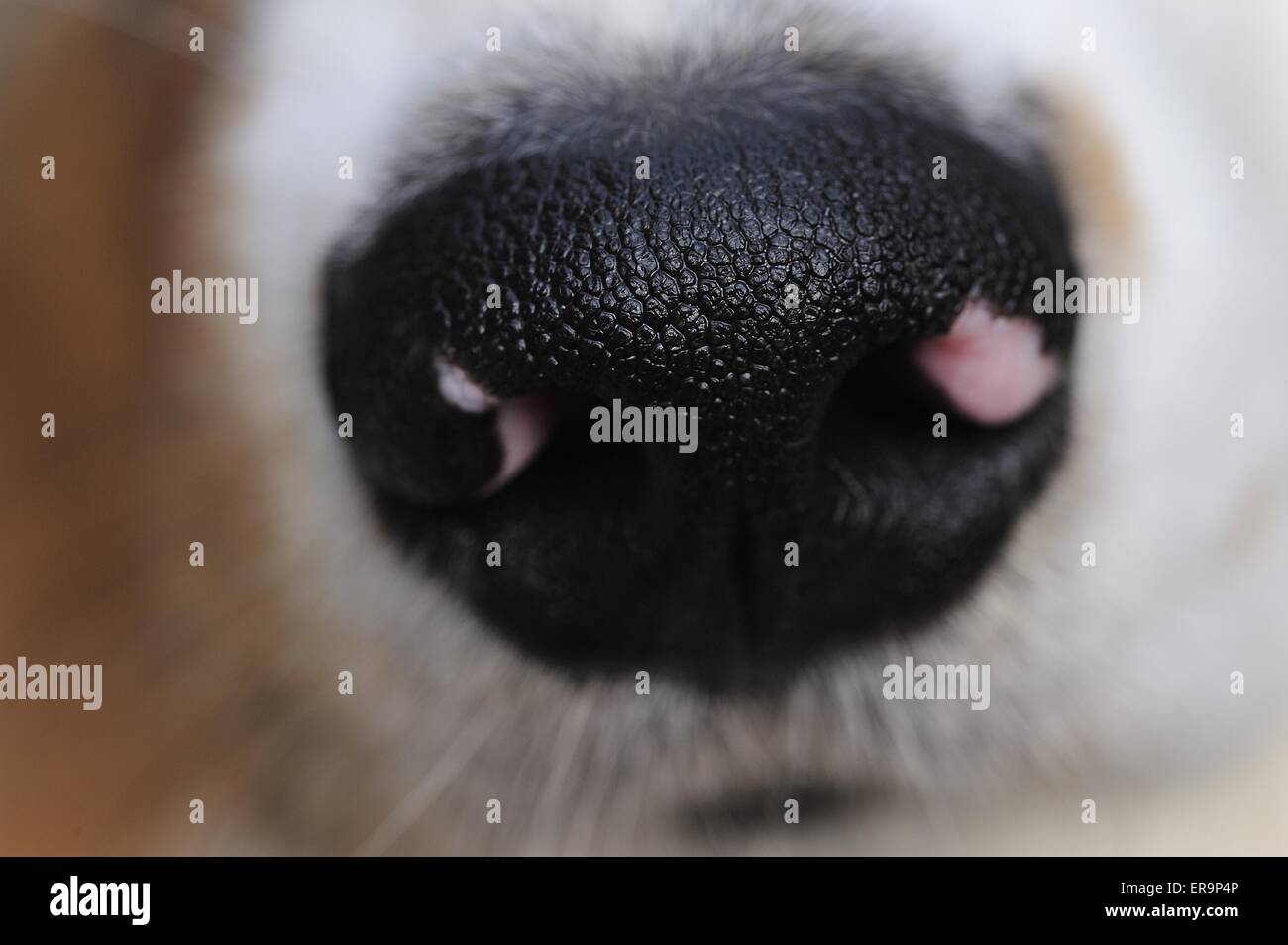 Shepherd dog nose close up hi-res stock photography and images - Alamy