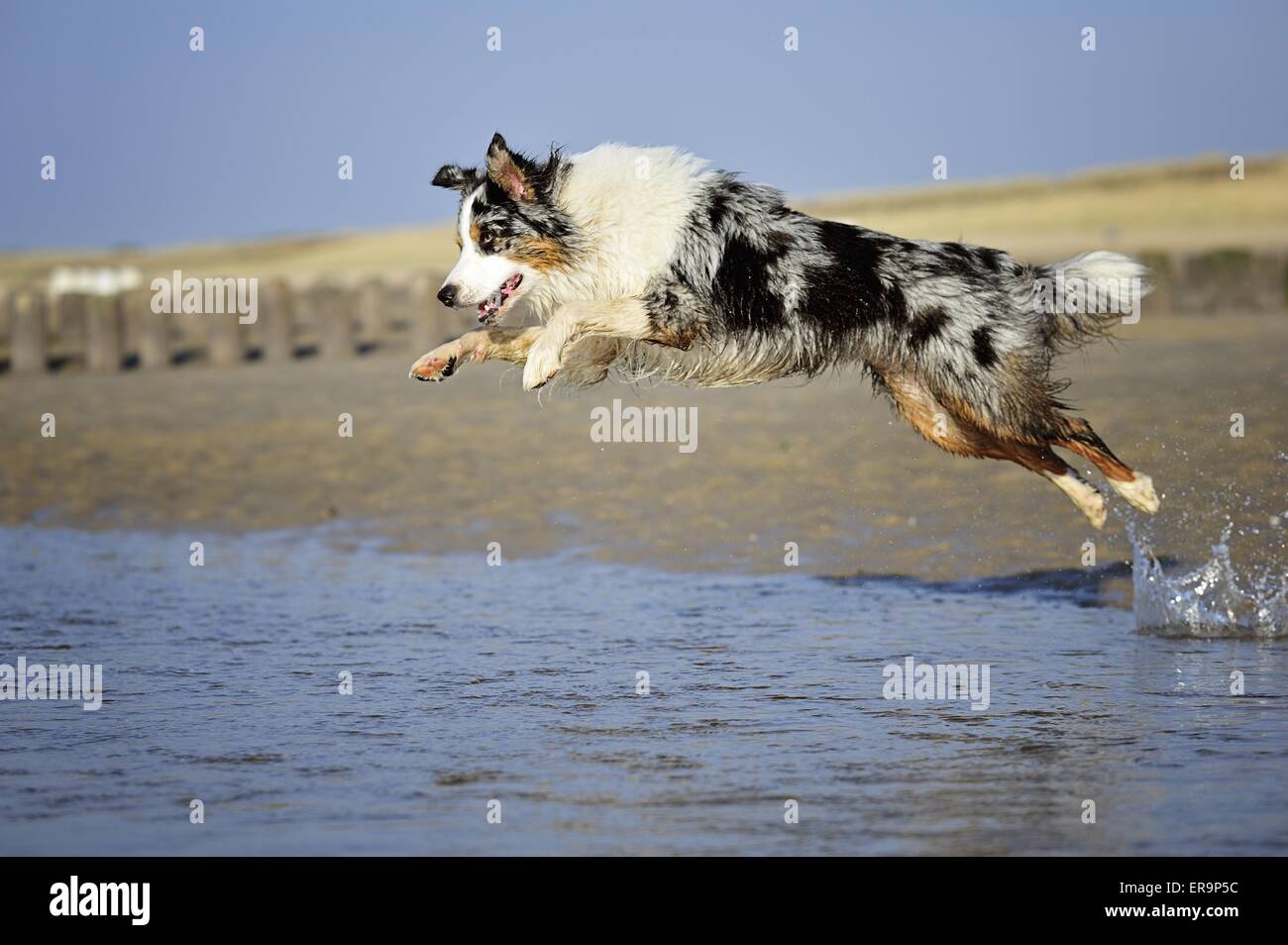 Leaping australian shepherd hi-res stock photography and images - Alamy