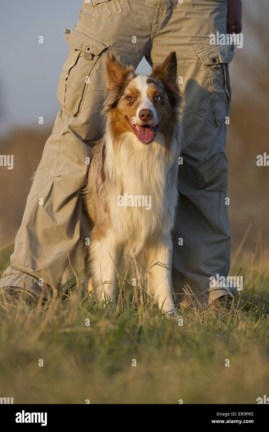 Human herding hi-res stock photography and images - Alamy
