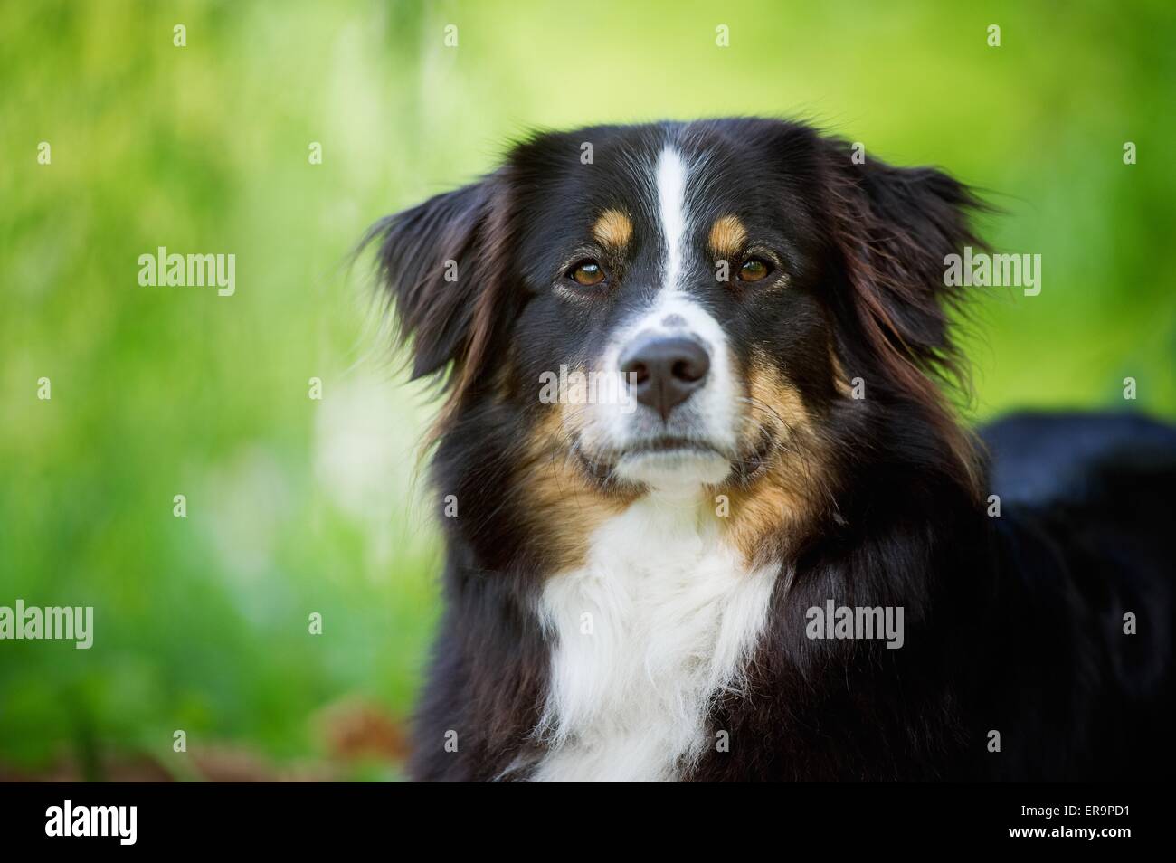 Australian Shepherd Portrait Stock Photo - Alamy