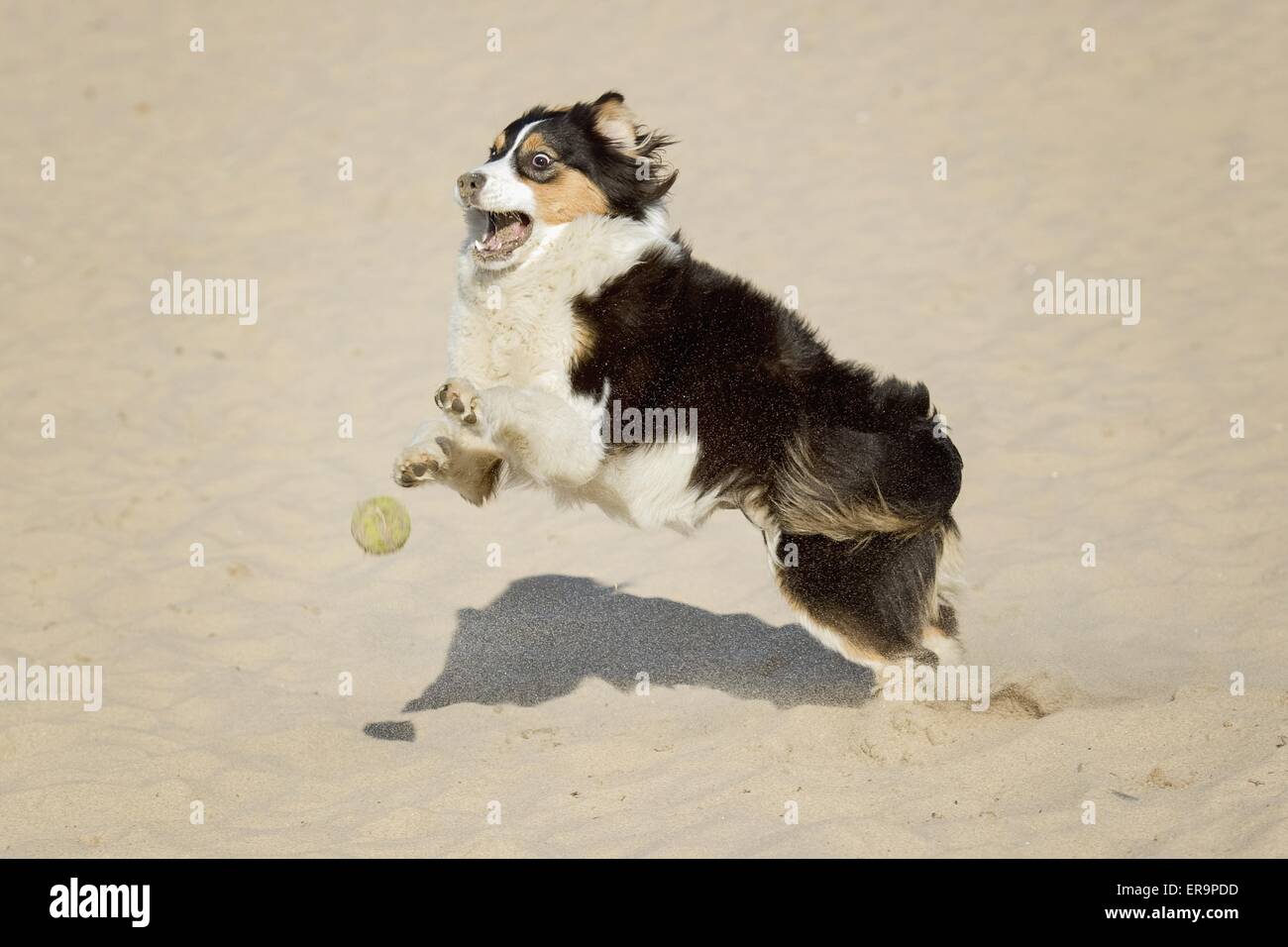 playing Australian Shepherd Stock Photo - Alamy