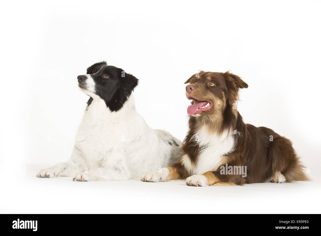 Cross breed dogs Cut Out Stock Images & Pictures - Alamy