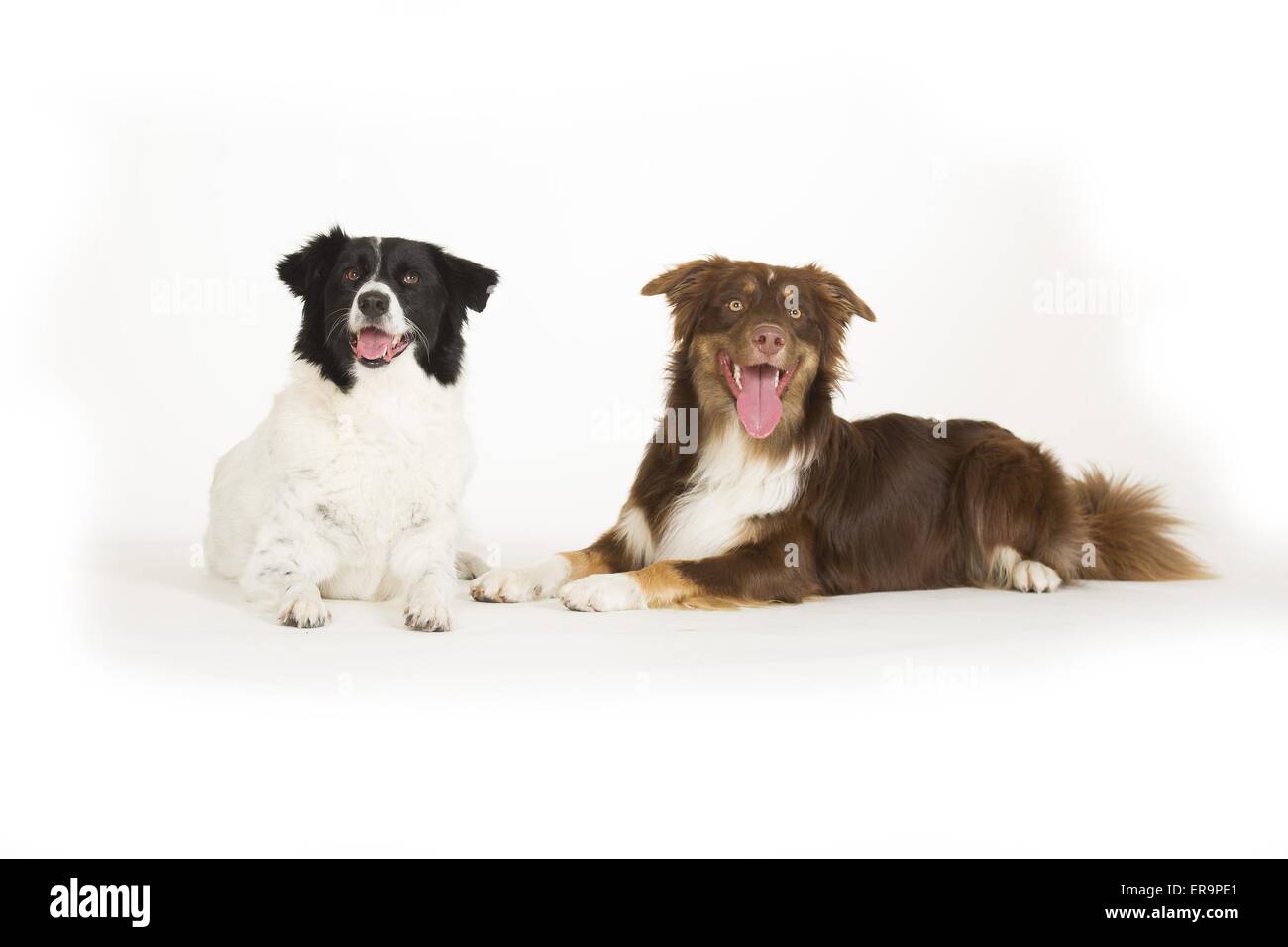 Cross breed dogs Cut Out Stock Images & Pictures - Alamy