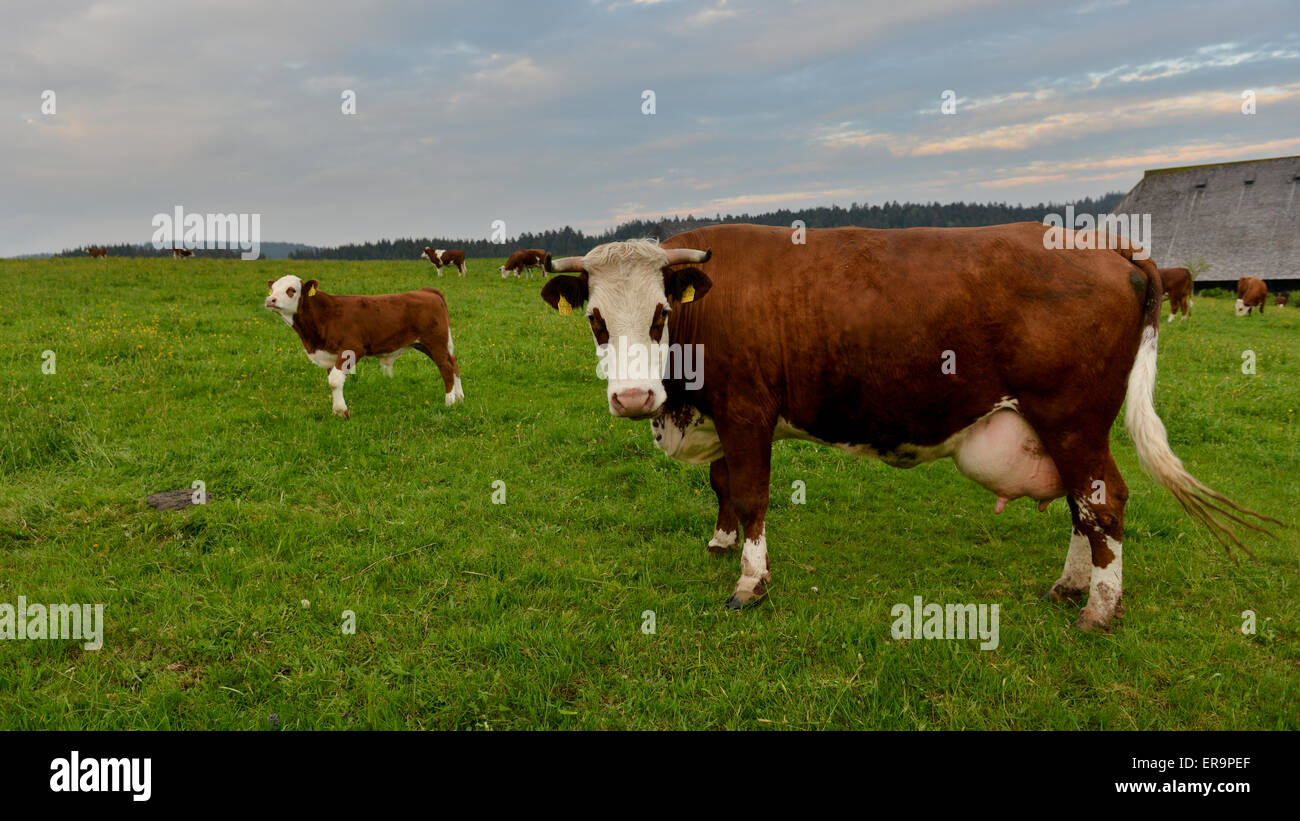 Herd of cows at summer green field in Germany Stock Photo - Alamy