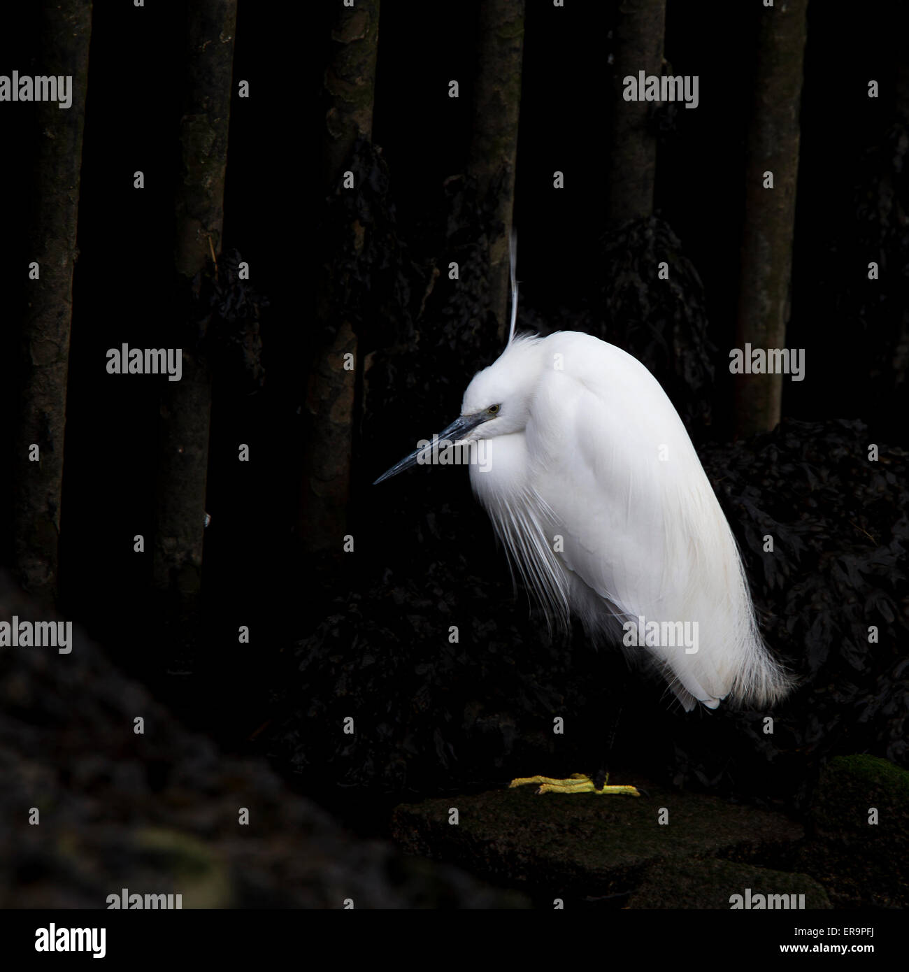Culvert animal hi-res stock photography and images - Alamy
