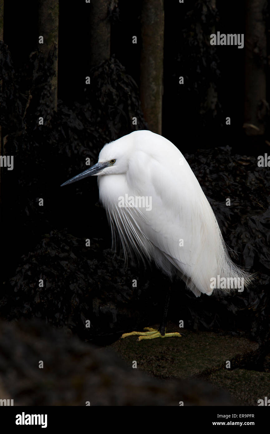 Little Egret stood at the entrance to a dark culvert, Hayle Estuary ...