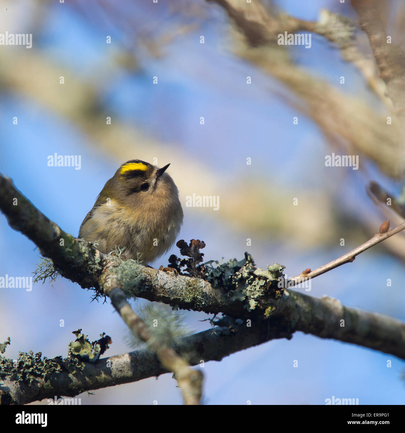 Goldcrest, College Reservoir, Falmouth, Cornwall, England, UK Stock ...