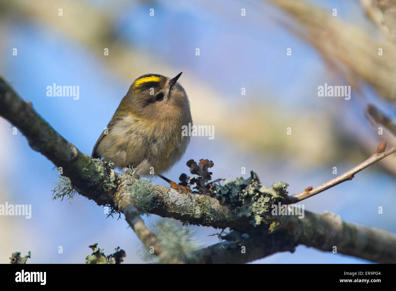 Goldcrest, College Reservoir, Falmouth, Cornwall, England, UK Stock ...