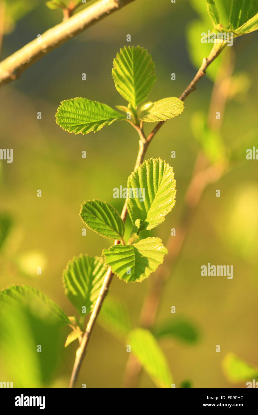 Alder tree leaf hi-res stock photography and images - Alamy