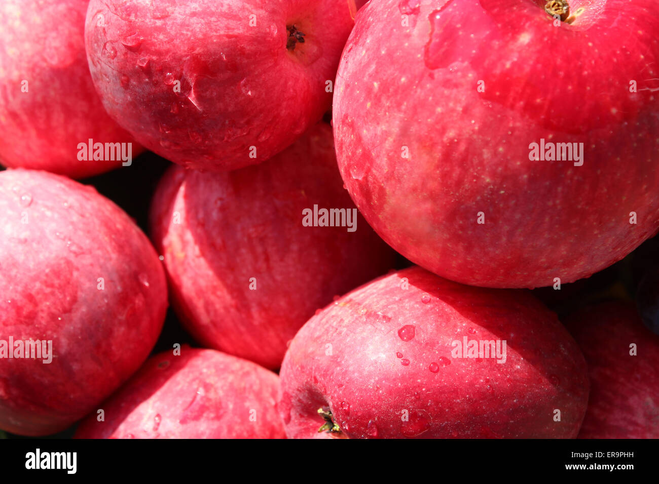 harvest of tasty and ripe red apples Stock Photo - Alamy