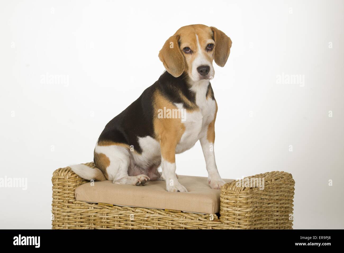 Bg beagle hi-res stock photography and images - Alamy