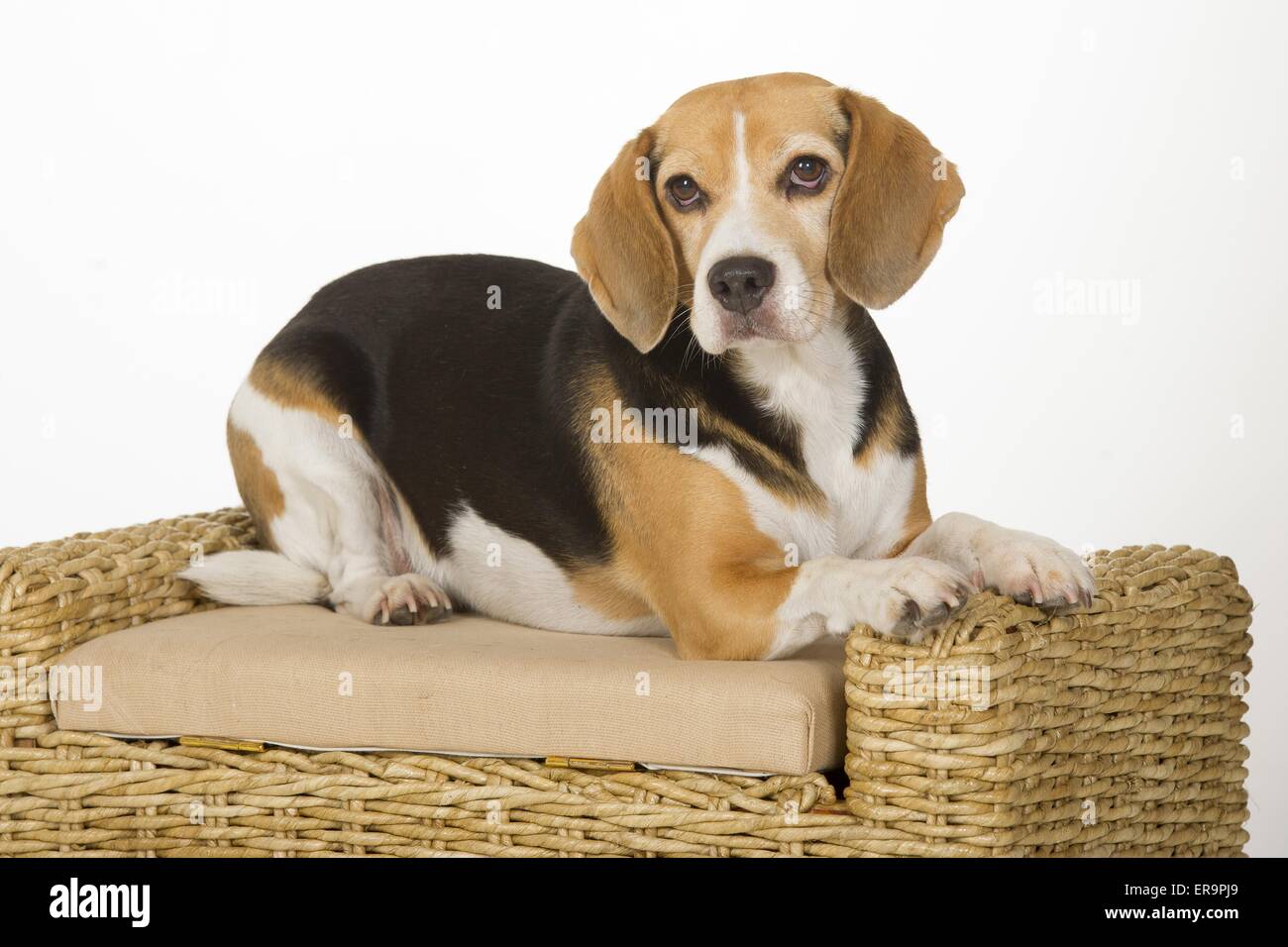 Bg beagle hi-res stock photography and images - Alamy