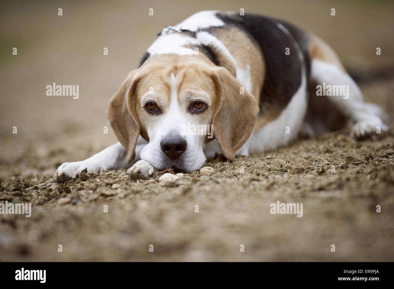 Beagle laying down hi-res stock photography and images - Alamy