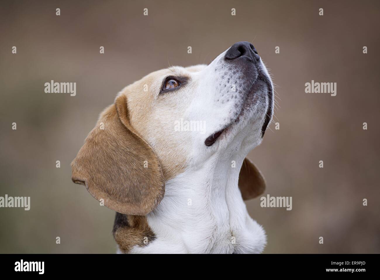 Side view beagle head hi-res stock photography and images - Alamy