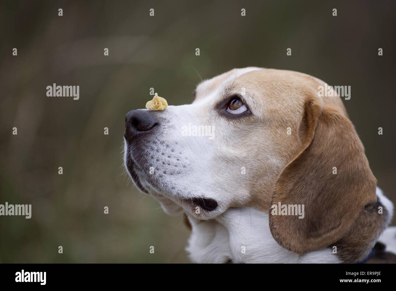 Beagle nose hi-res stock photography and images - Alamy