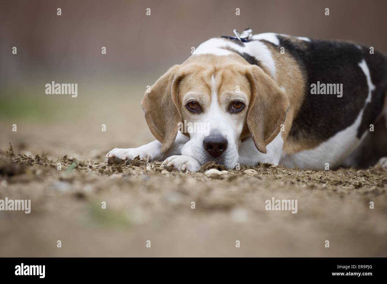 Beagle laying down hi-res stock photography and images - Alamy