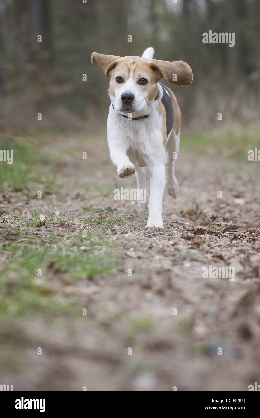 Beagle ground hi-res stock photography and images - Alamy