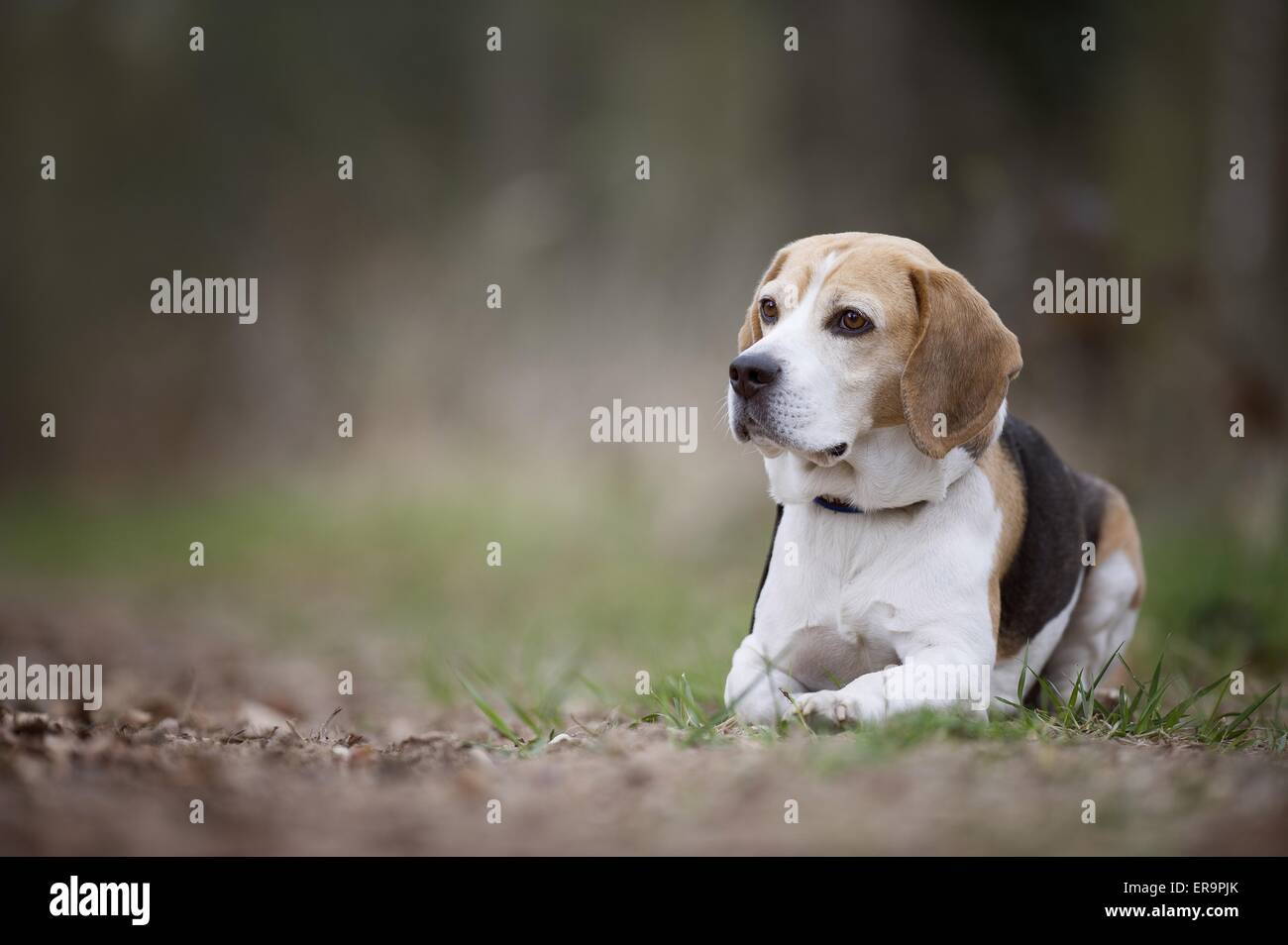 Beagle ground hi-res stock photography and images - Alamy