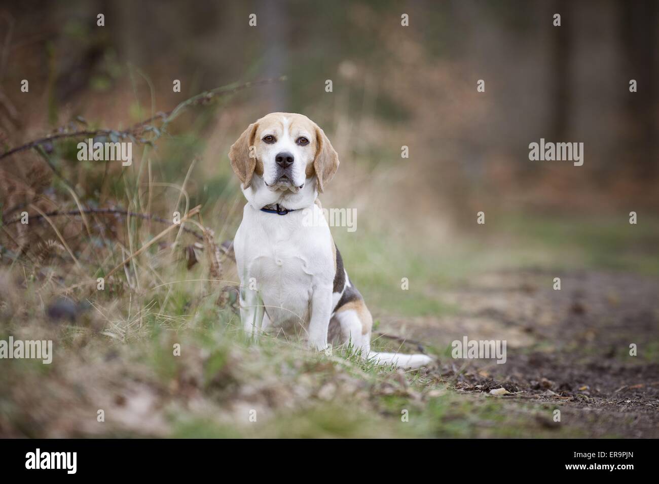 Single sit adult beagle dog hi-res stock photography and images - Alamy