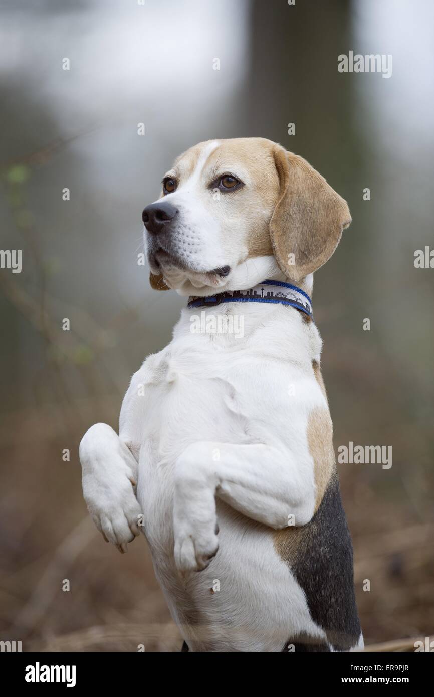 Beagle shows trick Stock Photo - Alamy