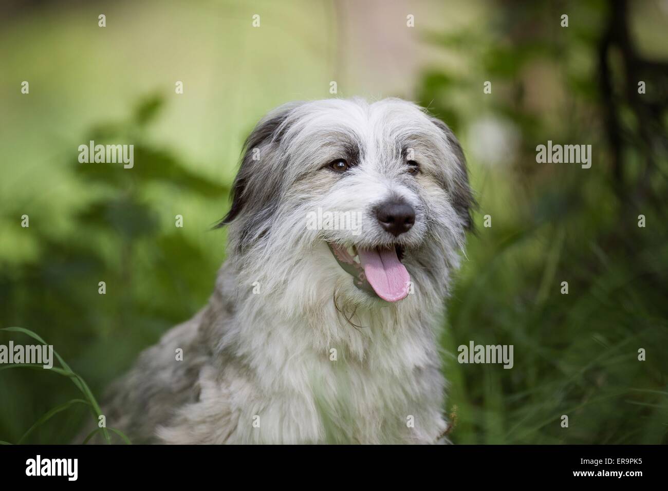 Berger de Pyrenees Portrait Stock Photo - Alamy