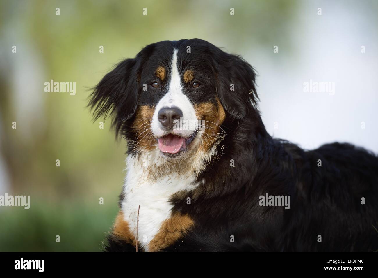 Bernese Mountain Dog Portrait Stock Photo - Alamy