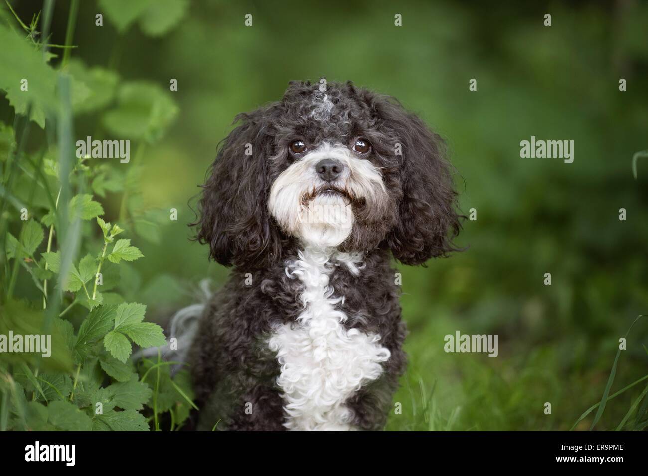Bolonka zwetna Portrait Stock Photo - Alamy