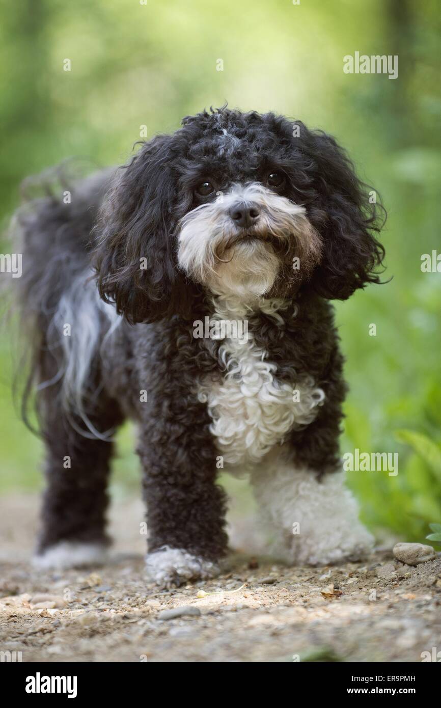 Bolonka adult standing hi-res stock photography and images - Alamy