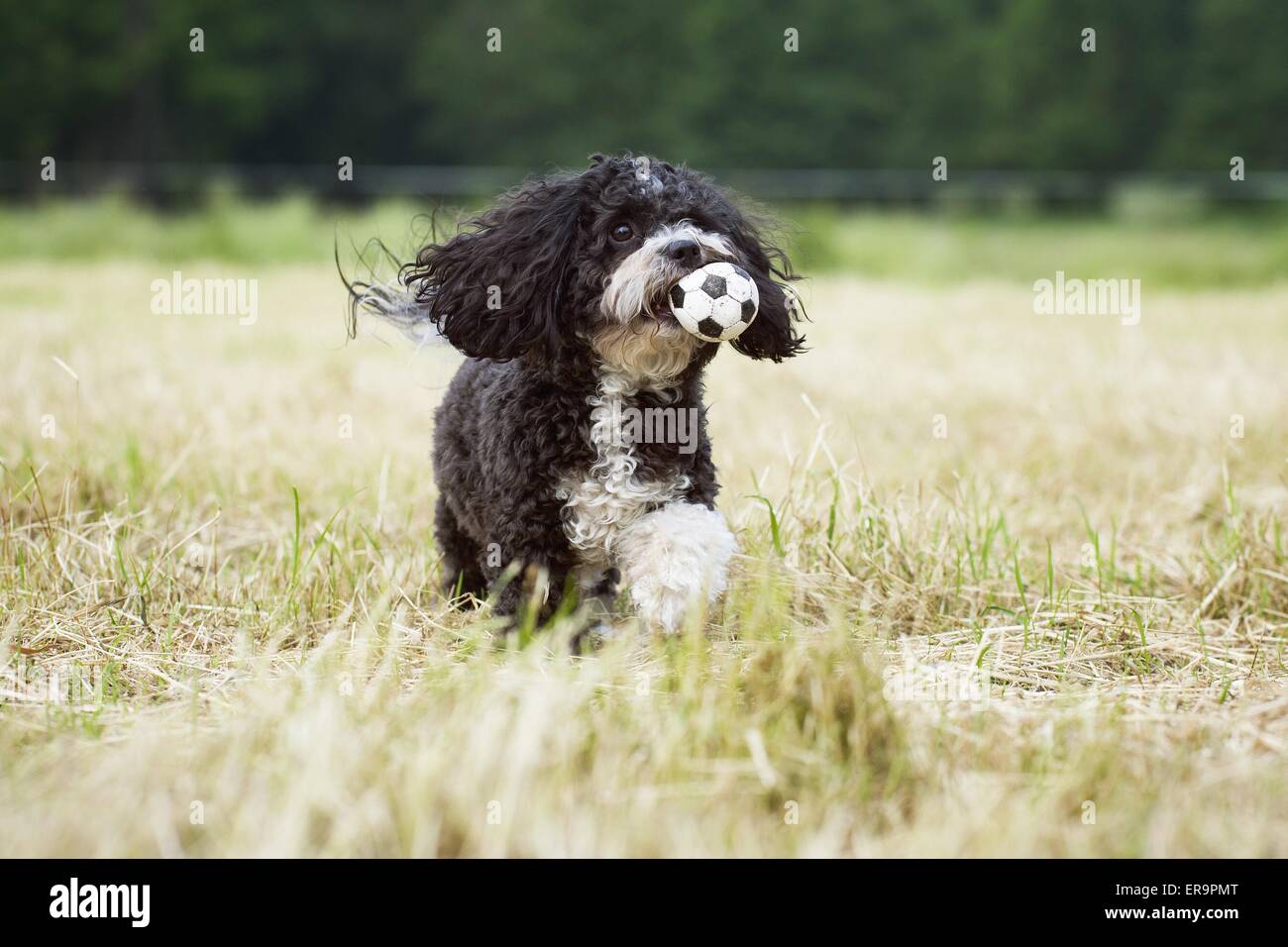 playing Bolonka zwetna Stock Photo - Alamy