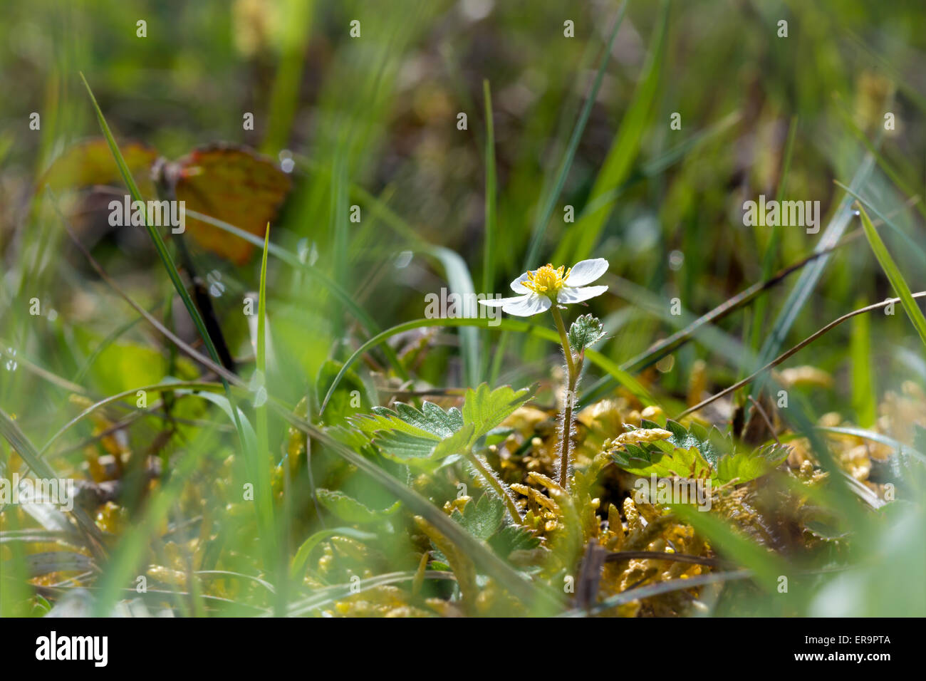 Wild Strawberry - Fragaria vesca Stock Photo - Alamy